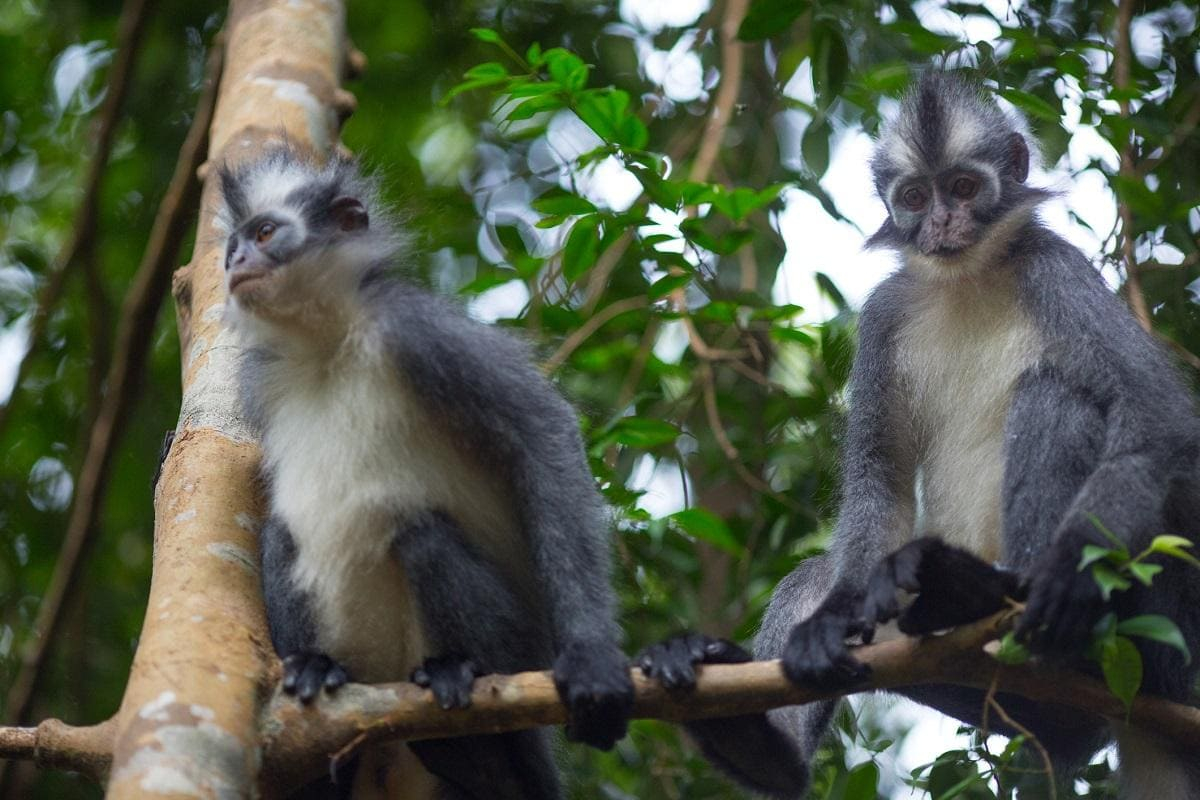 Wildlife - Bukit Lawang Travel